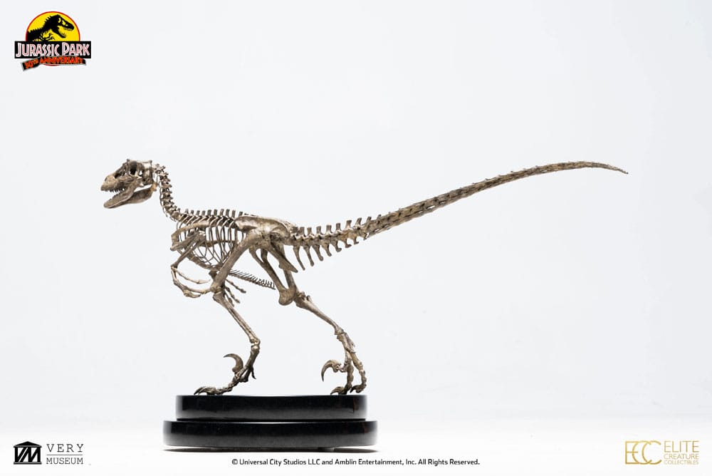 Velociraptor Skeleton Jurassic Park